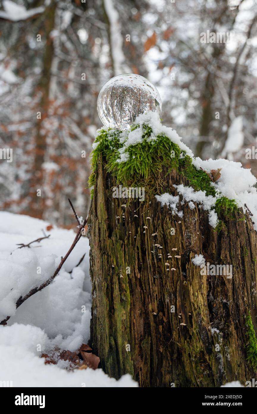Glass ball on snow-covered rotten tree stump on a cold winter day in ...