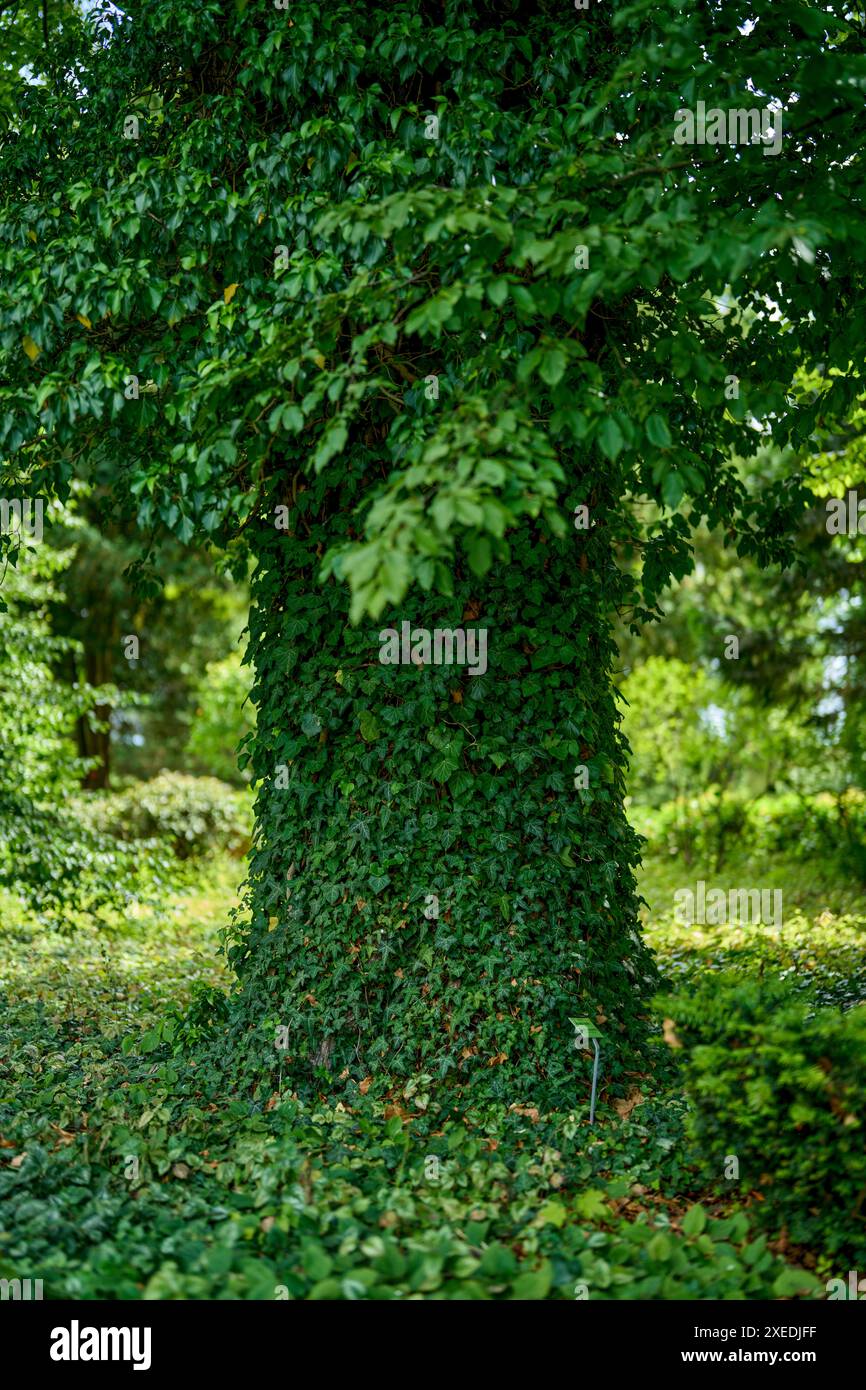 Old Arboretum Wojslawice Lower Silesia Poland in summer old oak tree ...