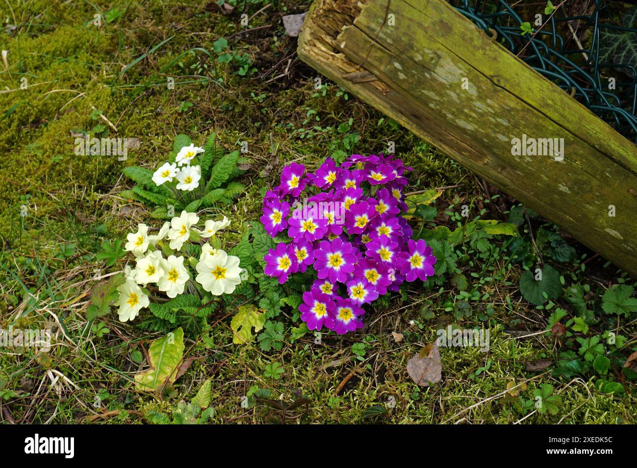 Garden primroses, different colors Stock Photo - Alamy