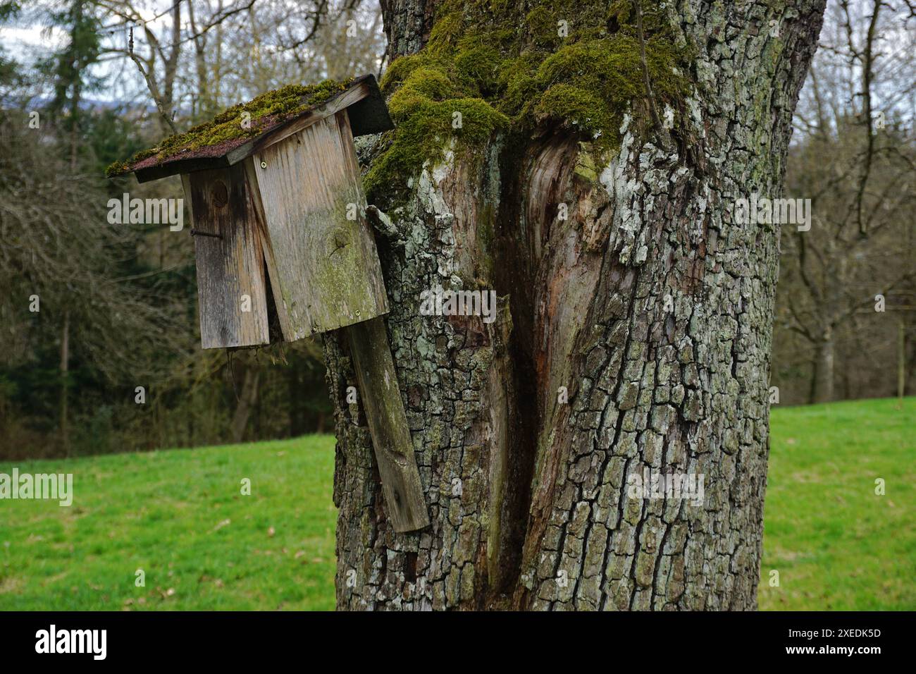 Bird nesting box, old and damaged, on a pear tree in the orchard Stock ...