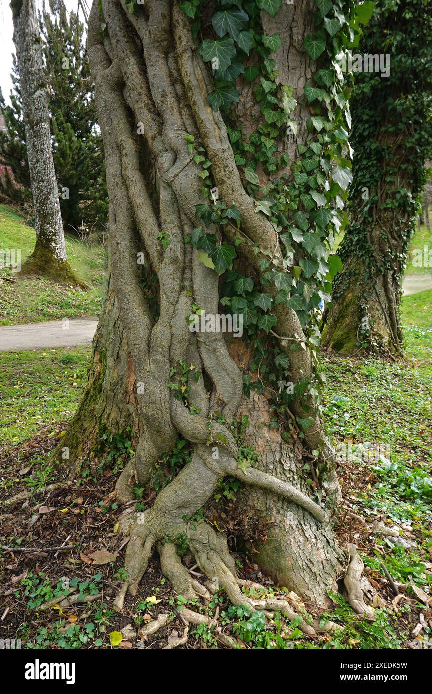 Ivy (Hedera helix) entwines its roots around a sycamore maple (Acer ...