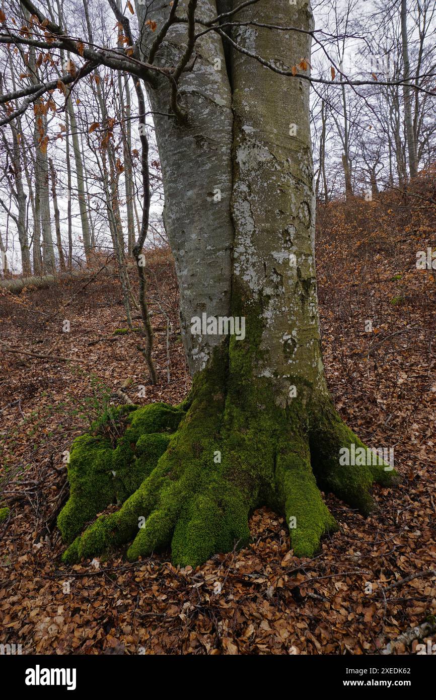 Common beech; European beech; Tree trunk; trunk base Stock Photo - Alamy