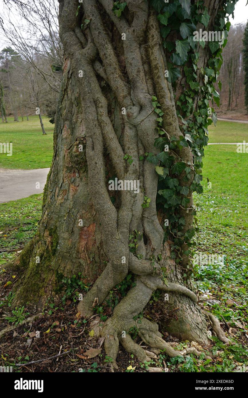 Ivy (Hedera helix) entwines its roots around a sycamore maple (Acer ...