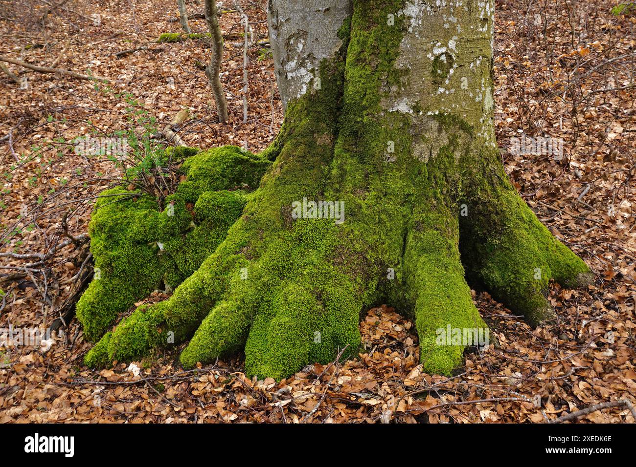 European beech tree hi-res stock photography and images - Alamy