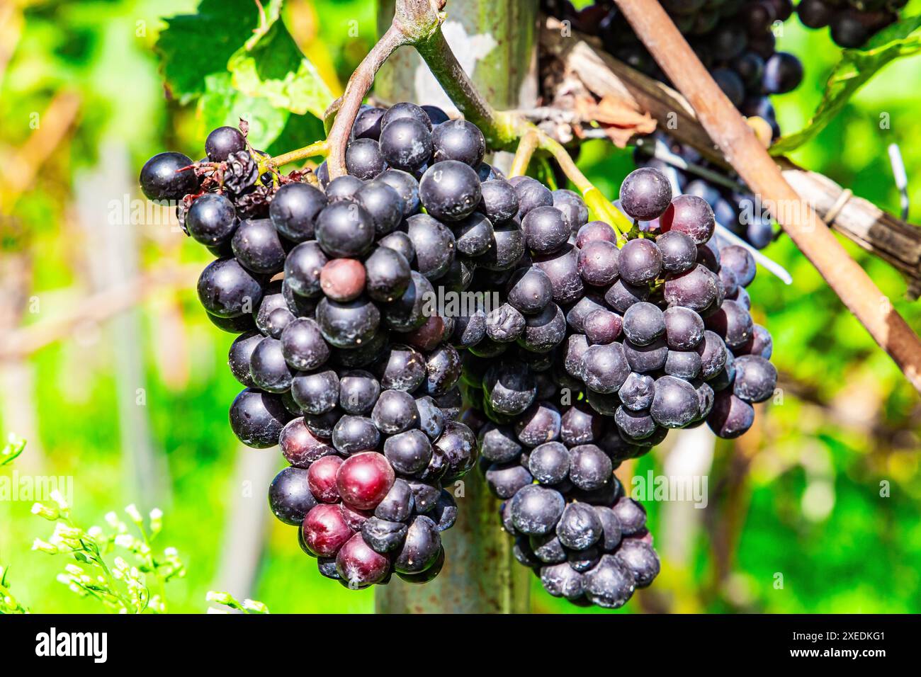 How to grow grapes hi-res stock photography and images - Alamy