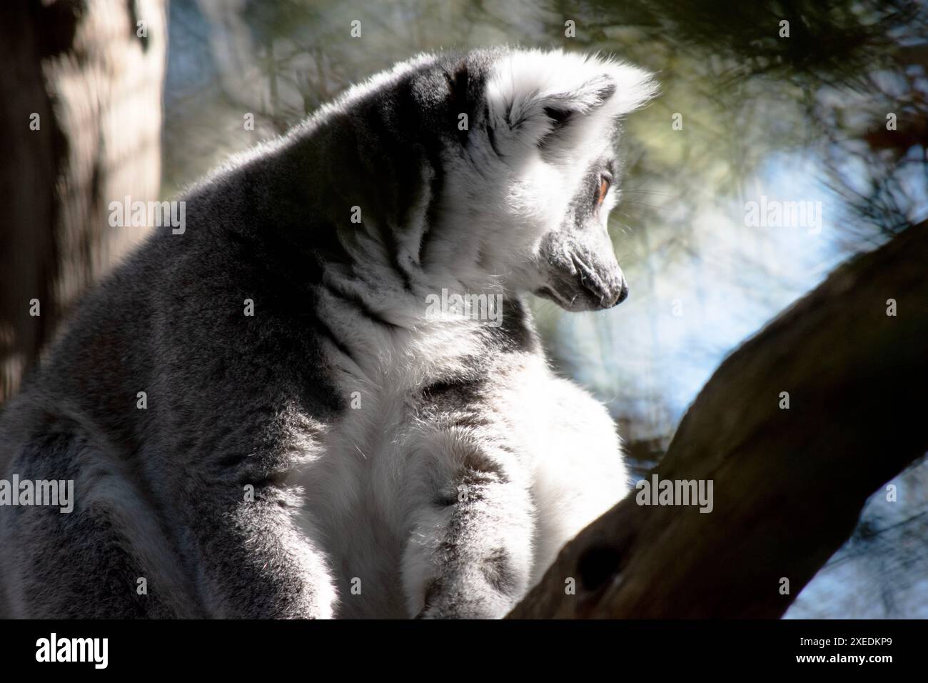 The Ring-tailed lemur backs is grey with grey limbs and dark grey heads ...