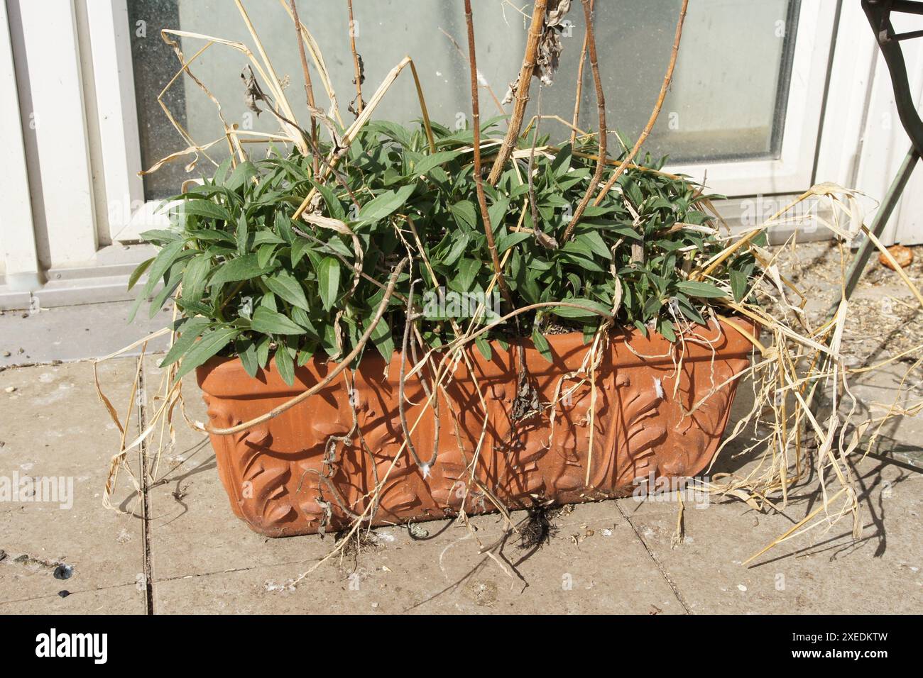 Helianthus tuberosus, Topinambur, sunroot Stock Photo - Alamy