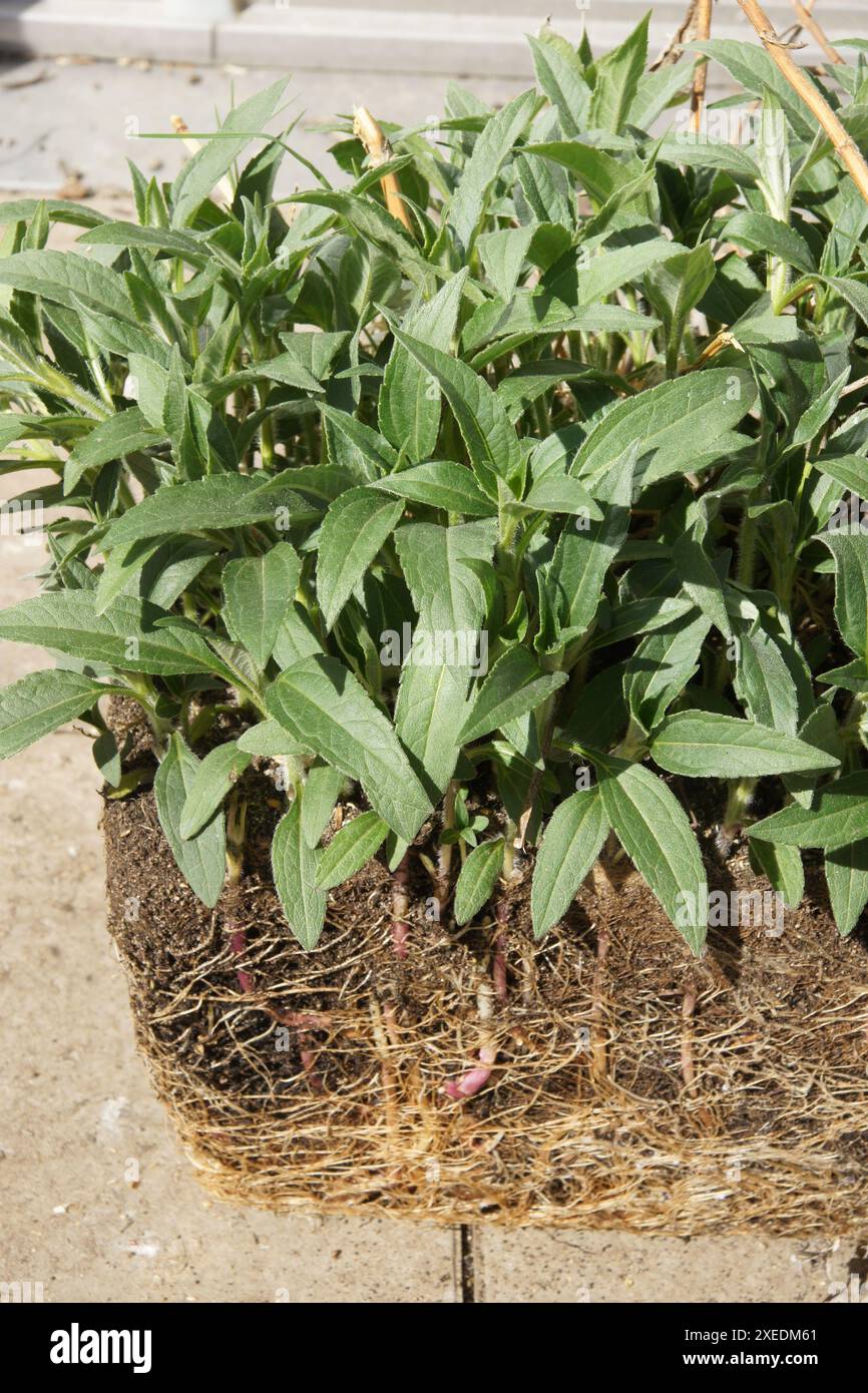 Helianthus tuberosus, Topinambur, sunroot Stock Photo - Alamy