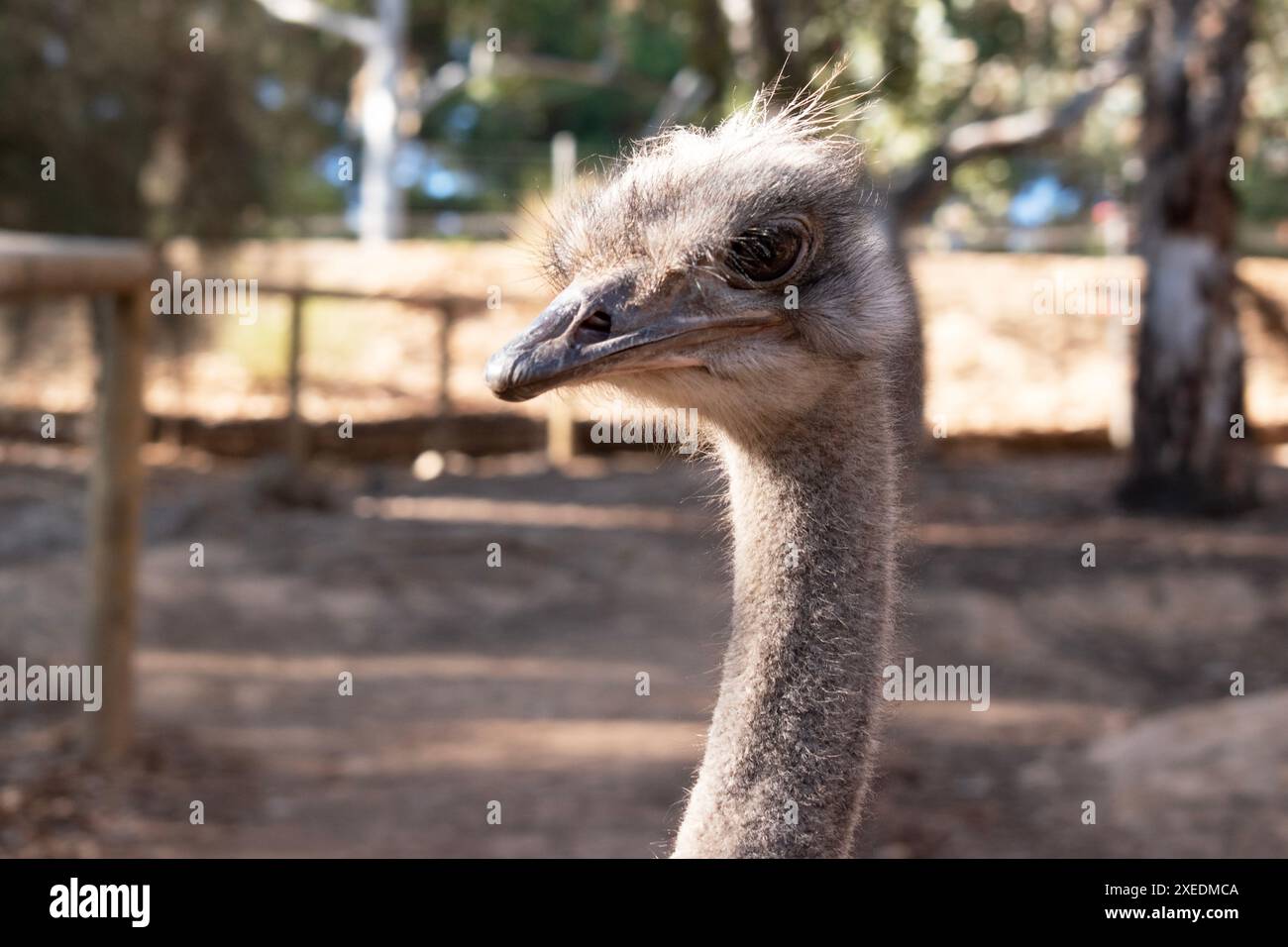 The ostrich is the largest and heaviest living bird in the world they ...
