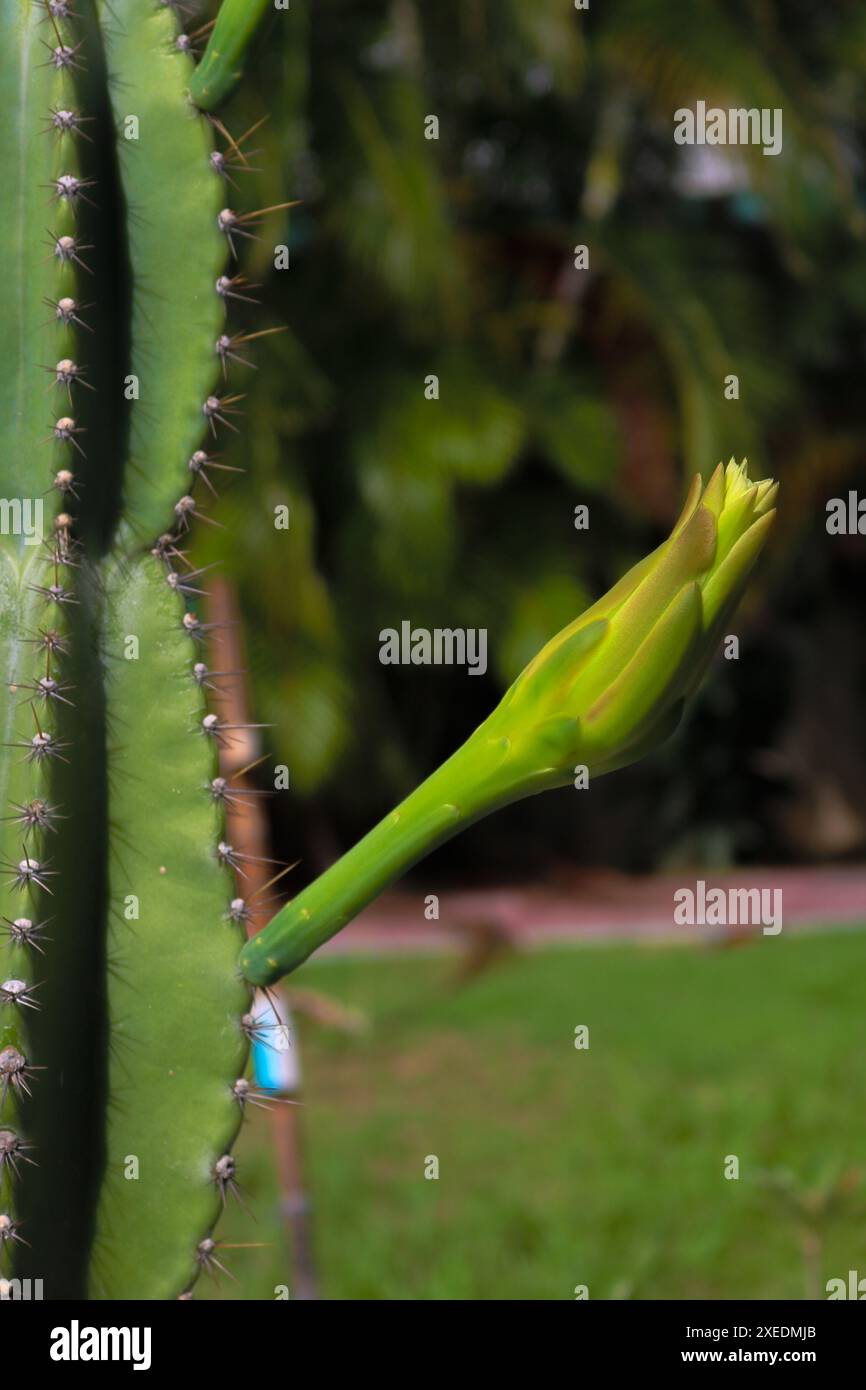 The flower of a cactus just before it blooms Stock Photo - Alamy
