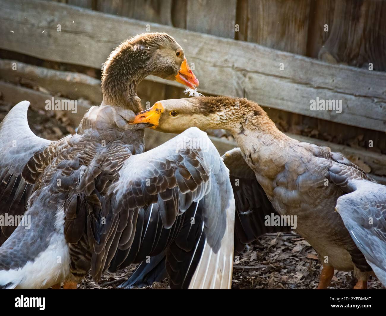 Couple fighting geese on the farm, two geese have a fierce battle on ...