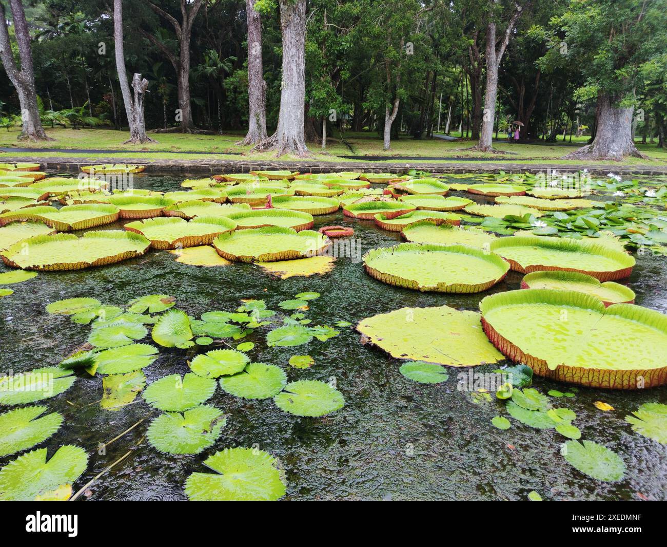 Indian water lily garden hi-res stock photography and images - Alamy