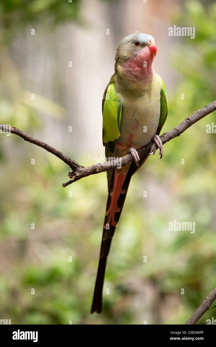 the princess Alexandra parrot has a pink neck and a light blue head and ...