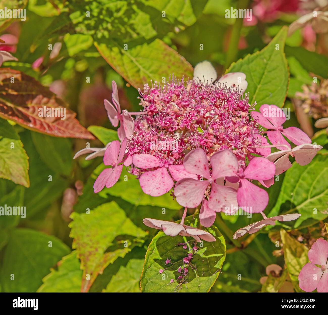 Teller hydrangea 'Hydrangea macrophylla' Stock Photo - Alamy