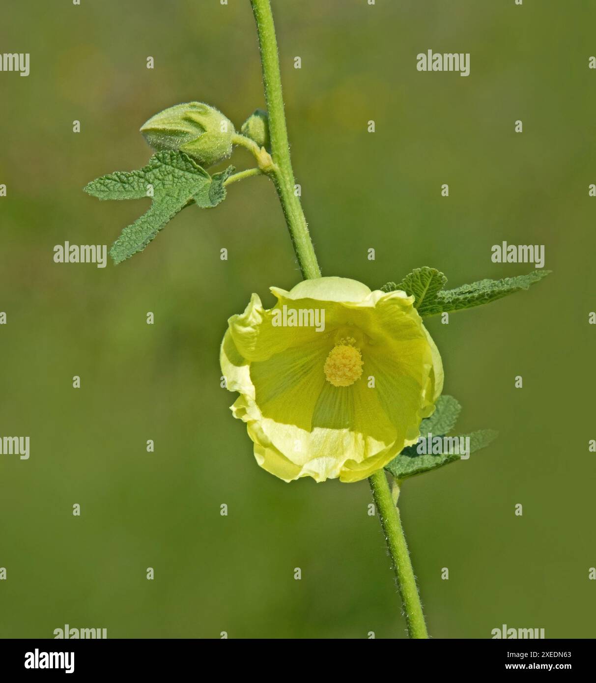 Yellow hollyhock 'Alcea rugosa' Stock Photo - Alamy