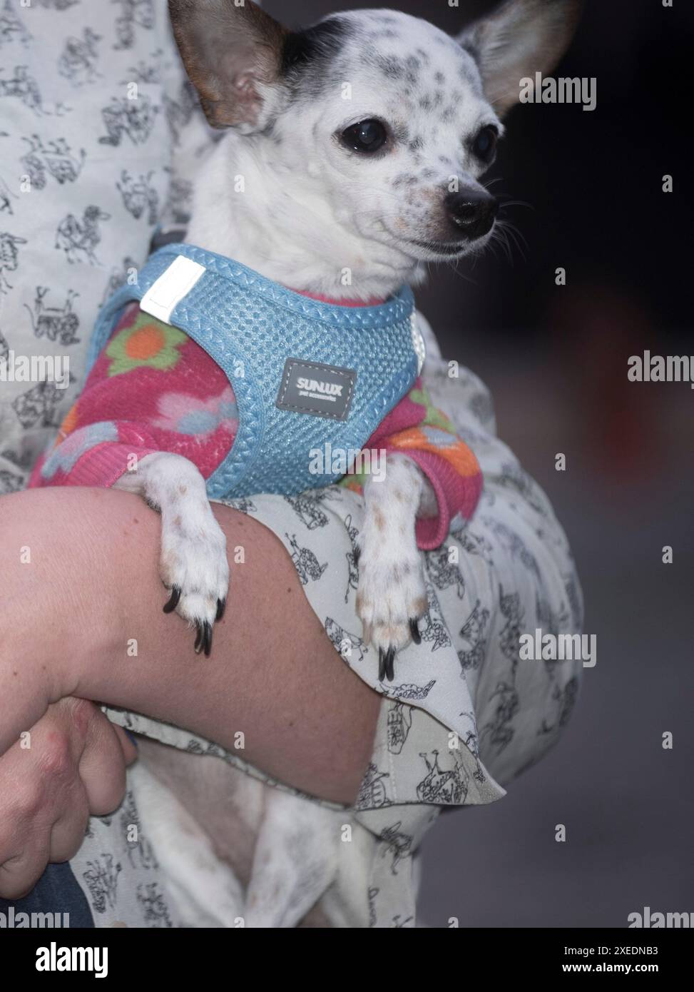 A dog in interaction to humans Stock Photo - Alamy