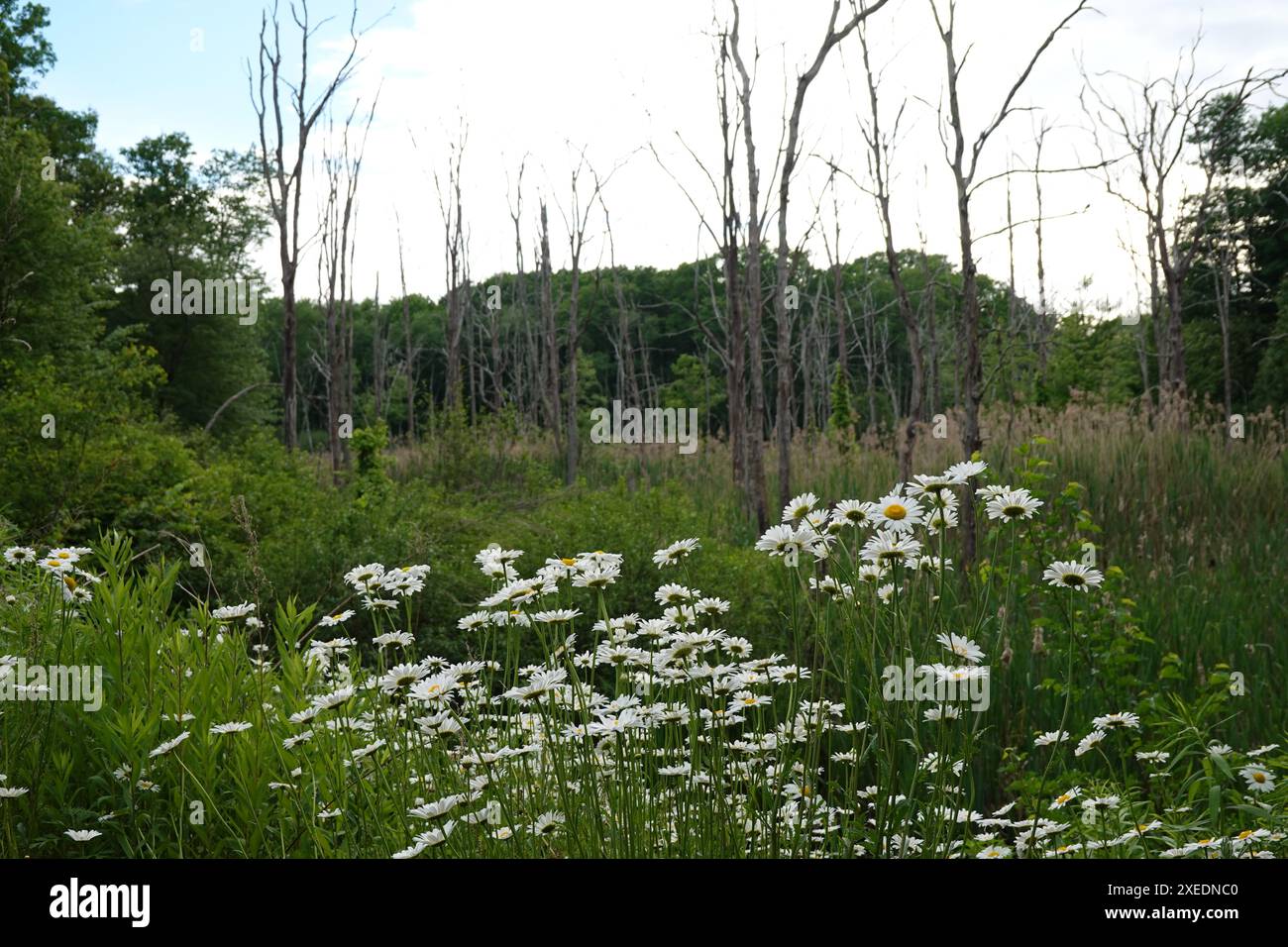Wild Flower& Swamp Stock Photo - Alamy