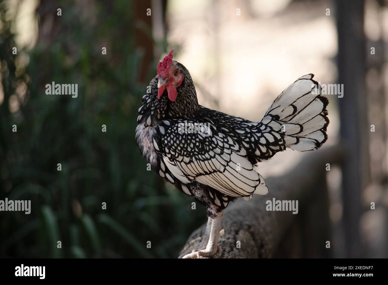 the sebright bantam chicken has white feathers edged with black and a ...