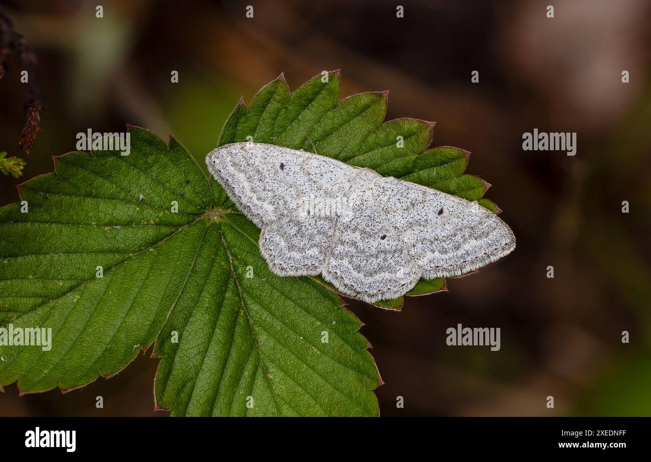 Moth of the geometer moth family hi-res stock photography and images ...