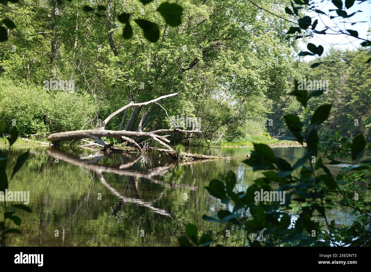 Wild Flower& Swamp Stock Photo - Alamy