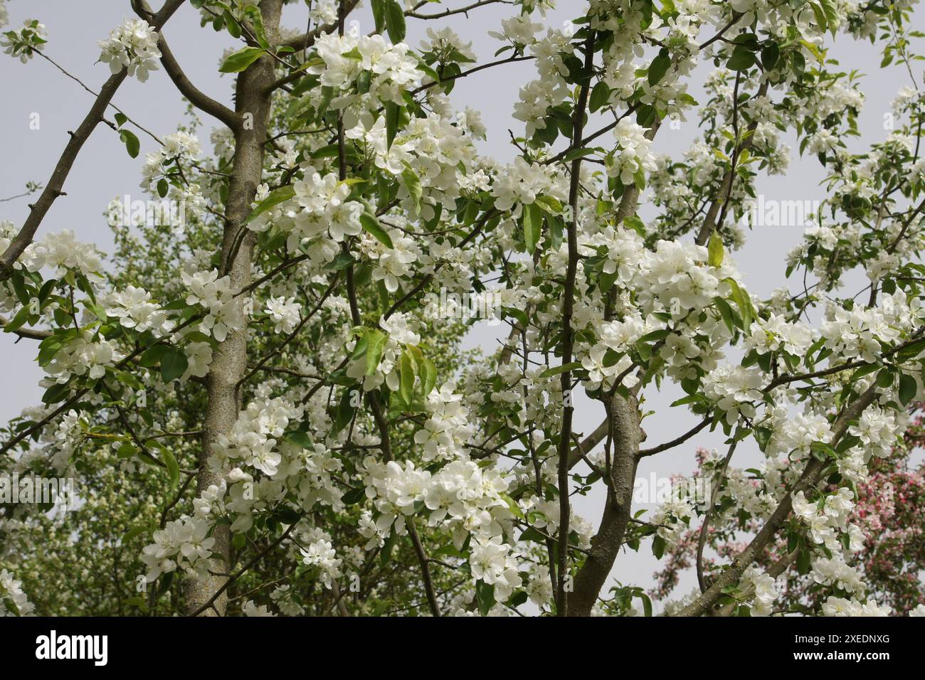 Japanese crab apple tree hi-res stock photography and images - Alamy