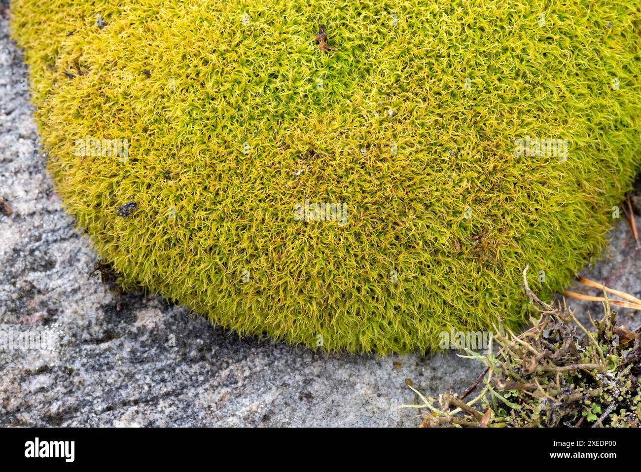 Frizzled hi-res stock photography and images - Alamy