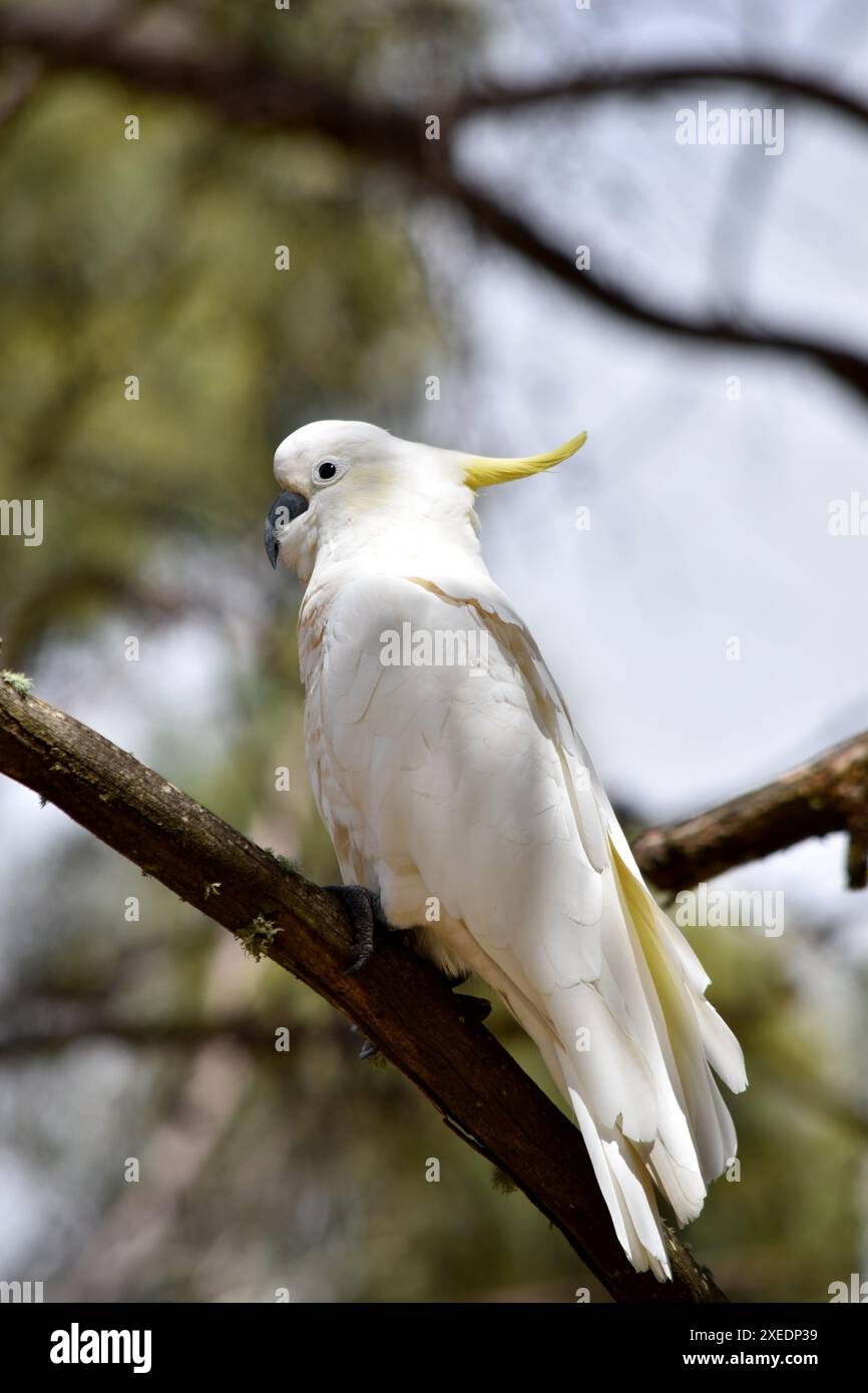The sulphur crested cockatoo is a white bird with a yellow crest Stock ...