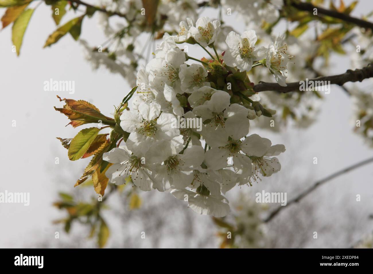 Prunus avium, sweet cherry, blossom Stock Photo - Alamy