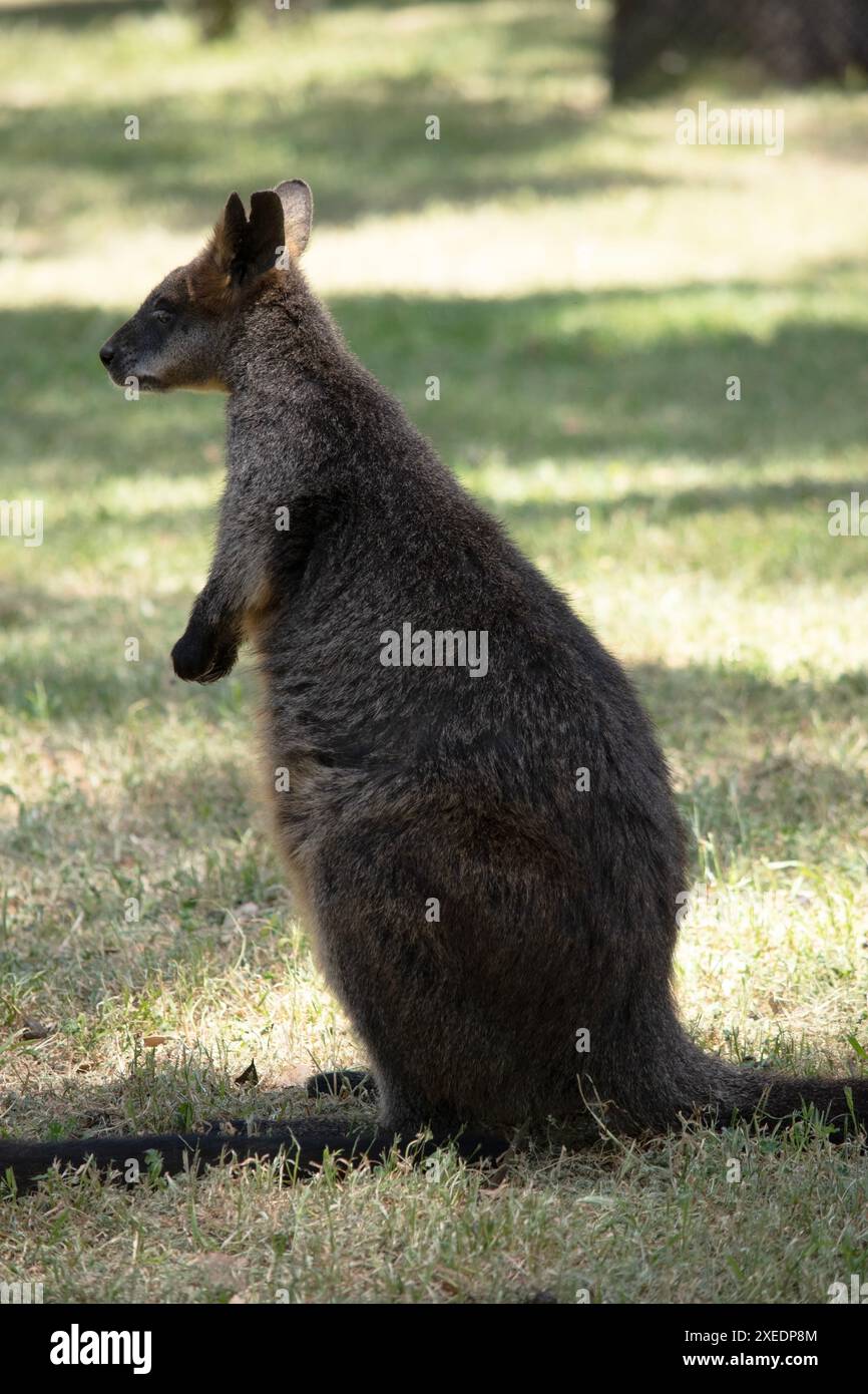 The swamp wallaby has dark brown fur, often with lighter rusty patches ...
