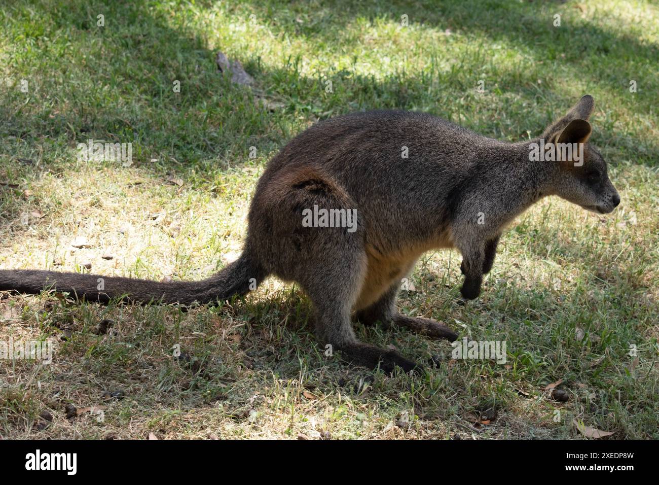 The swamp wallaby has dark brown fur, often with lighter rusty patches ...