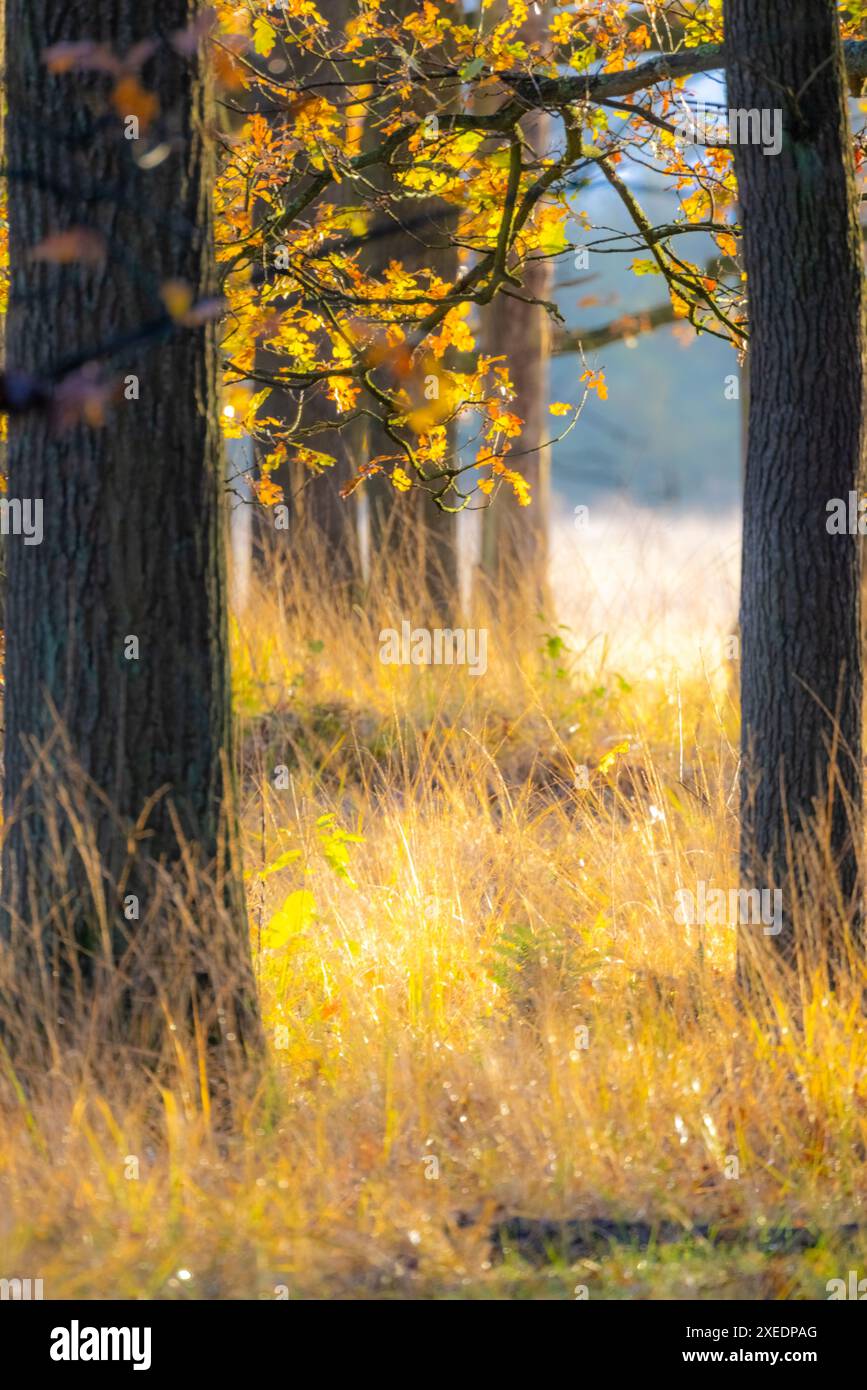 Golden Light Filtering Through Autumn Leaves in the Forest Stock Photo ...