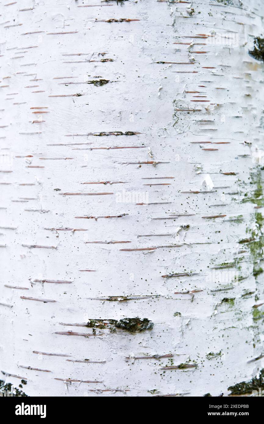 Birch bark texture background. Natural wooden pattern or woodworking ...