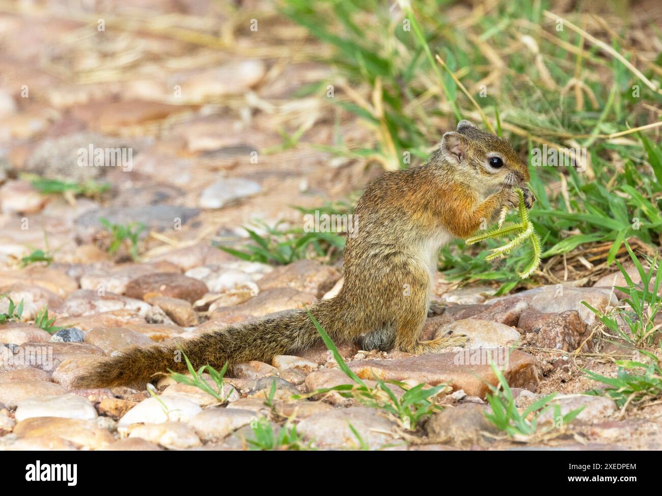 Arboreal rodent hi-res stock photography and images - Alamy