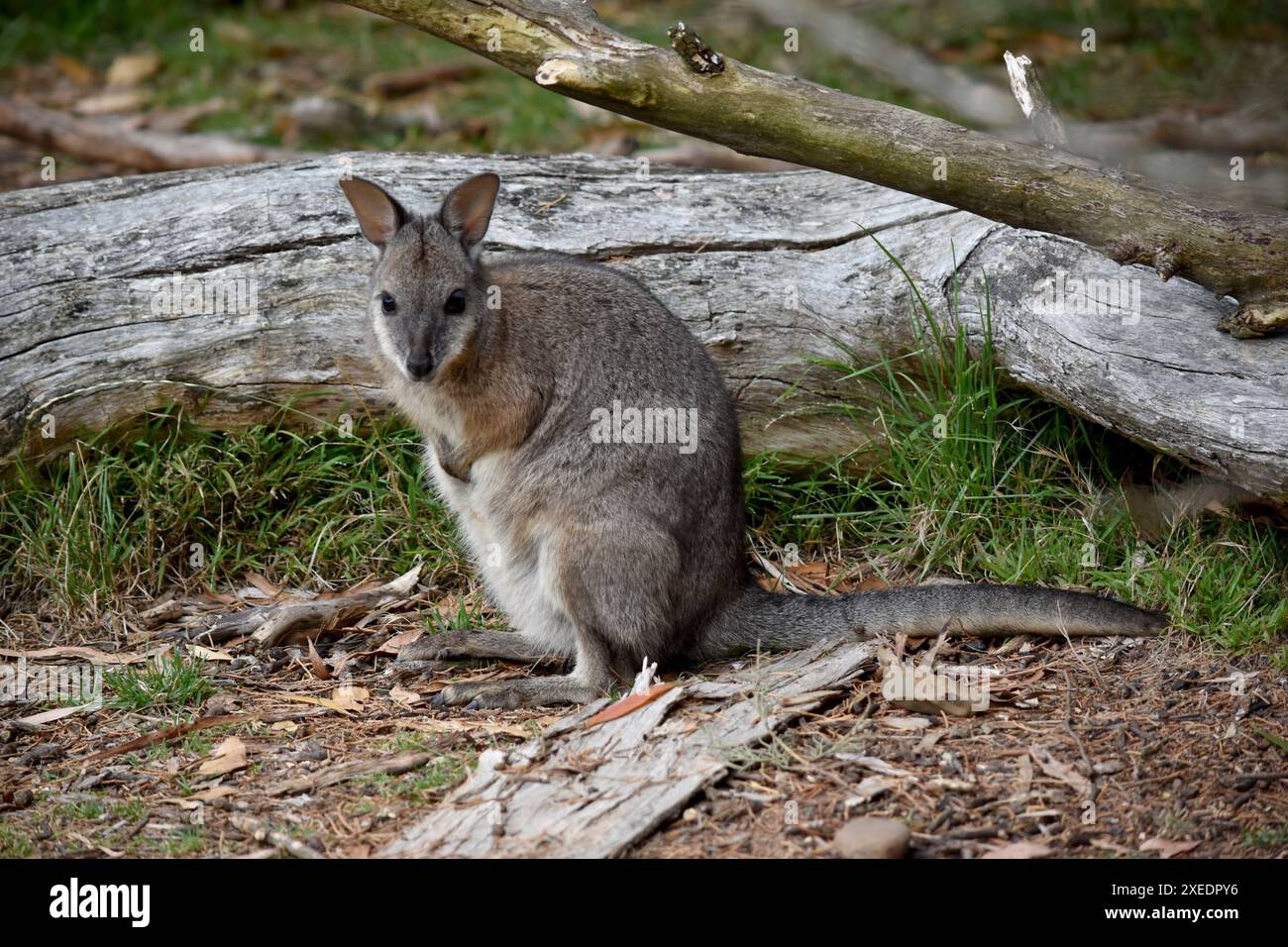 the tammar wallaby has dark greyish upperparts with a paler underside ...