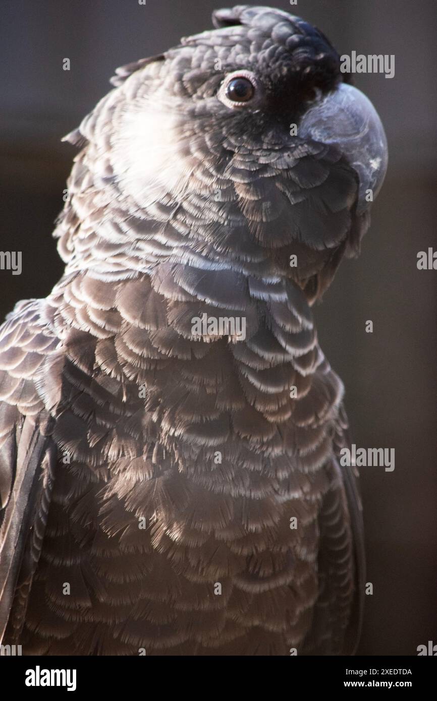 The white tailed cockatoo is a black bird with white edging around its ...
