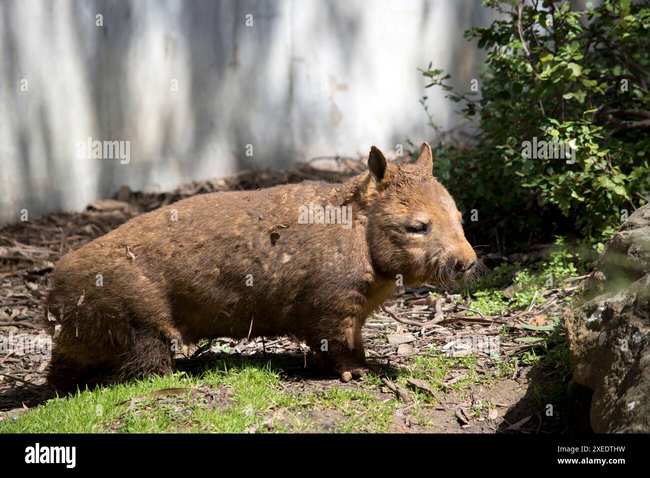 the hairy nosed wombat is climbing up a hill Stock Photo - Alamy