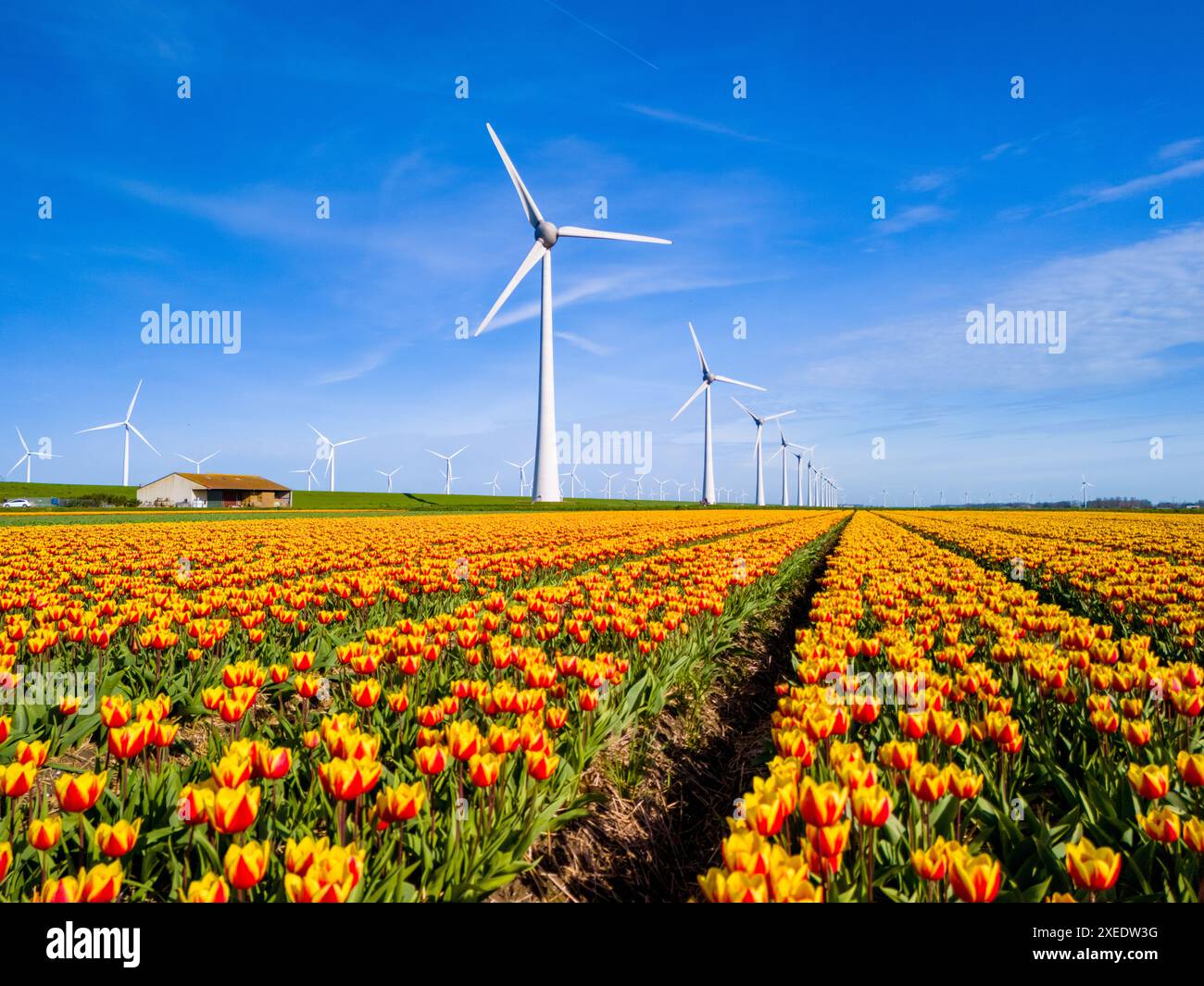 A vibrant field of colorful tulips dances in the wind with majestic ...