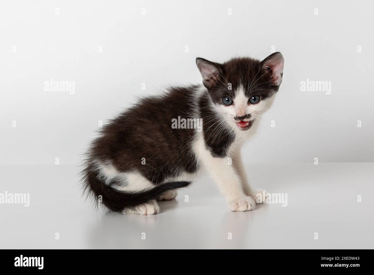 Cute Baby Black and White Kitten Showing Tiny Teeth on White Background Stock Photo - Alamy