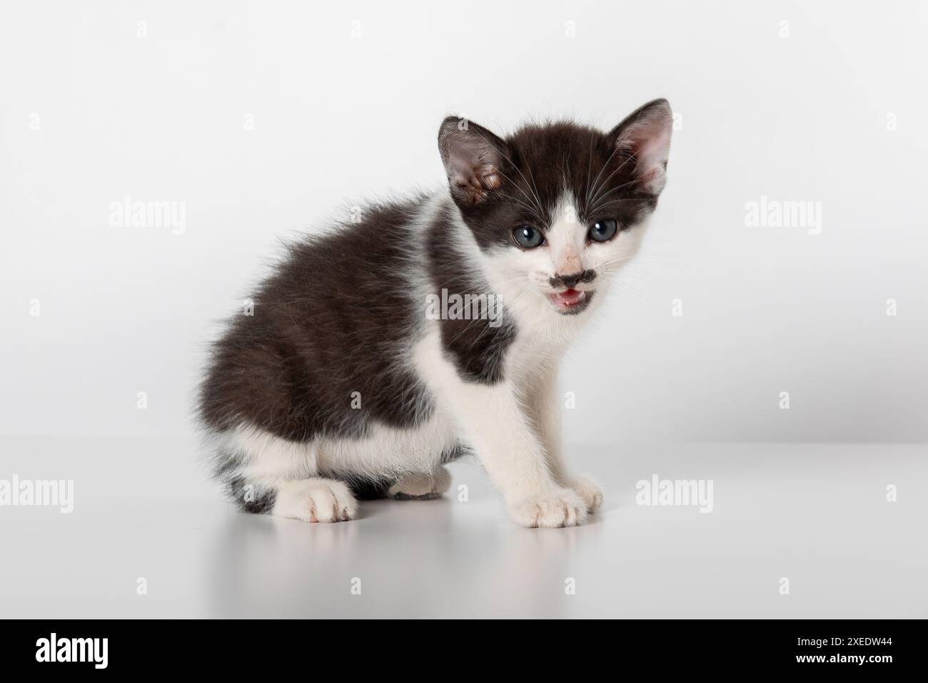 Adorable Baby Black and White Kitten with Tiny Teeth Looking at Camera Isolated on White ...