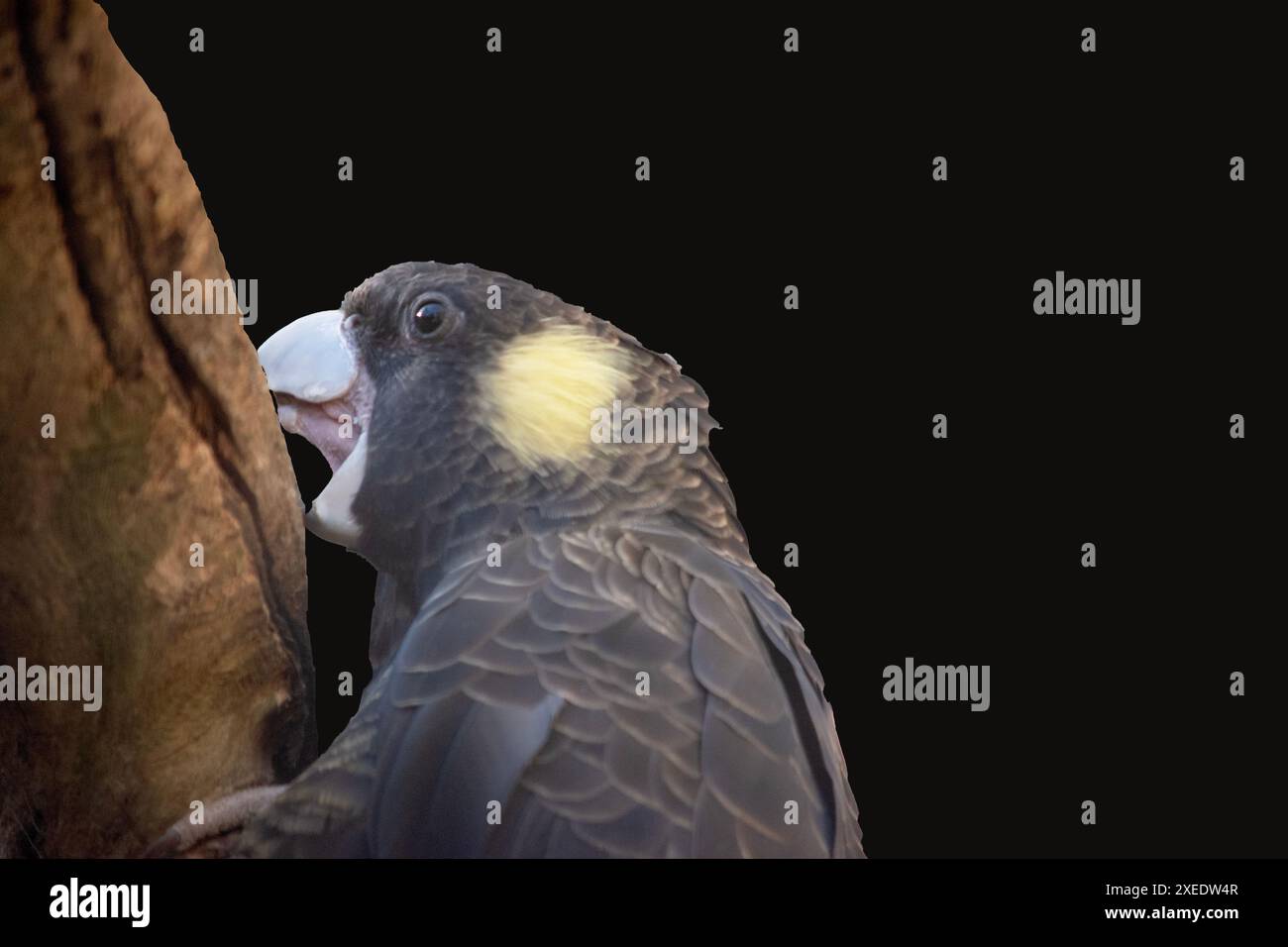 the yellow tailed cockatoo is a black bird with yellow edging on its ...