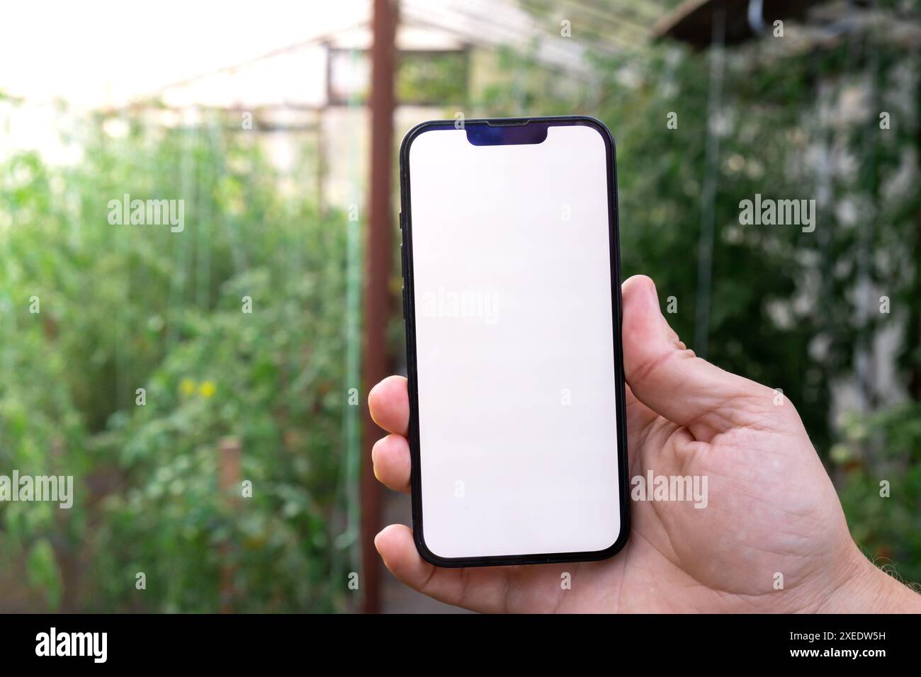 Farmer hand holding mobile phone with empty white screen. Mock up ...