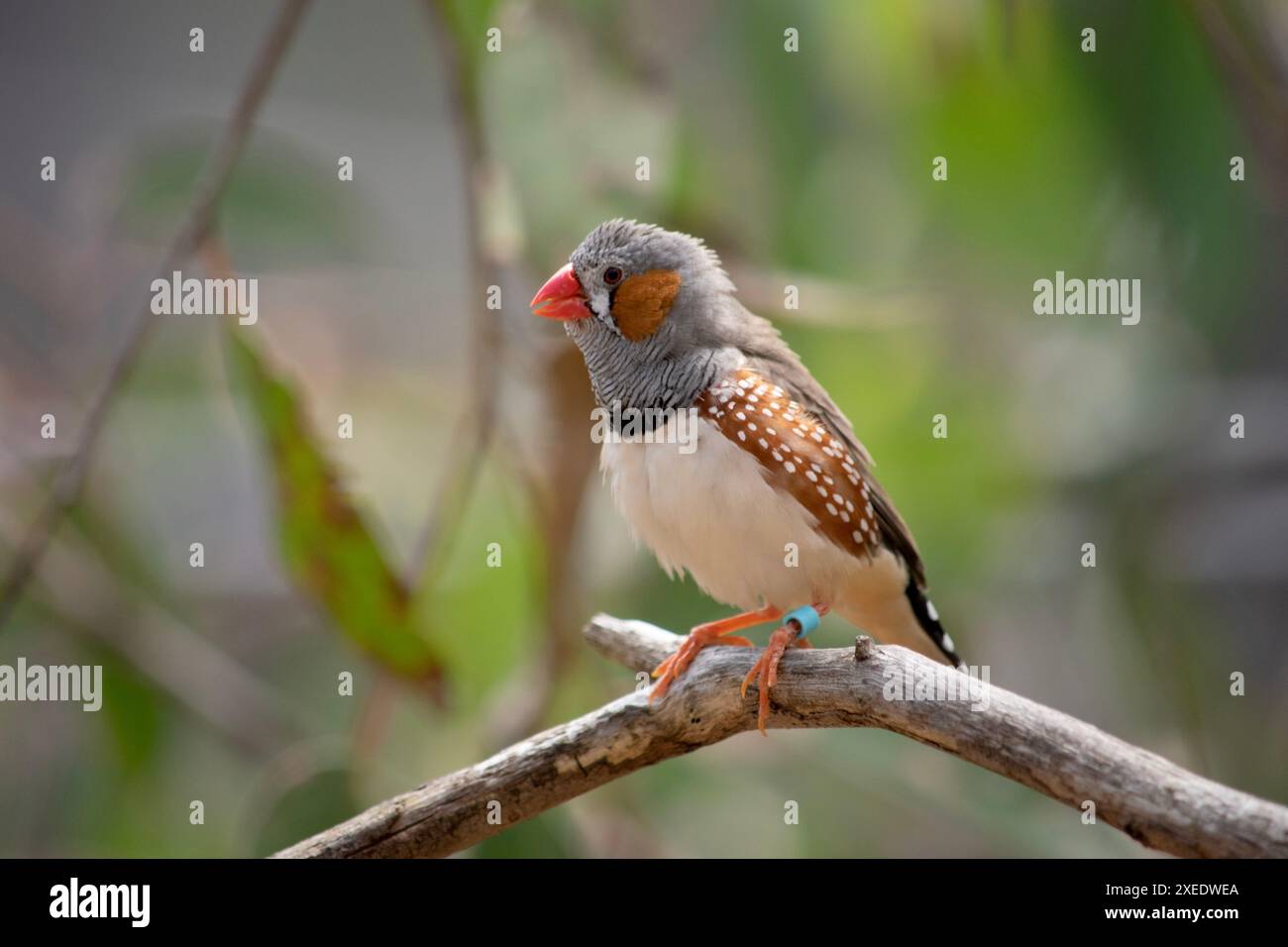 the male zebra finch has a grey body with a white under belly with a ...