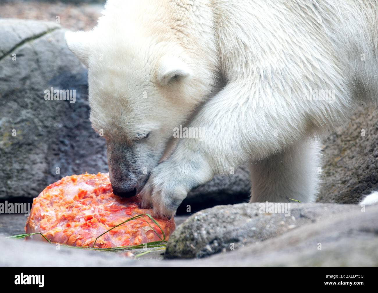Hamburg, Germany. 27th June, 2024. Polar bear cub Anouk plays with an ...