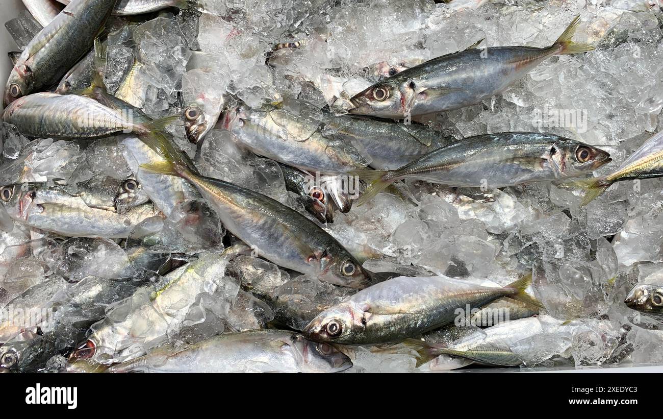 Top view of fresh fish covered with ice display in wet market . Asian ...