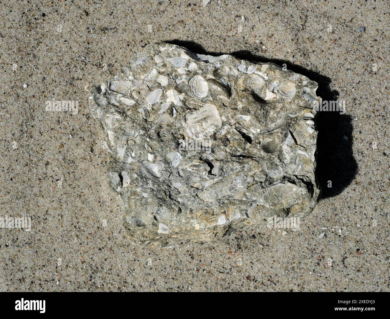 Explore fossilized shells from the Baltic Sea region, offering ...