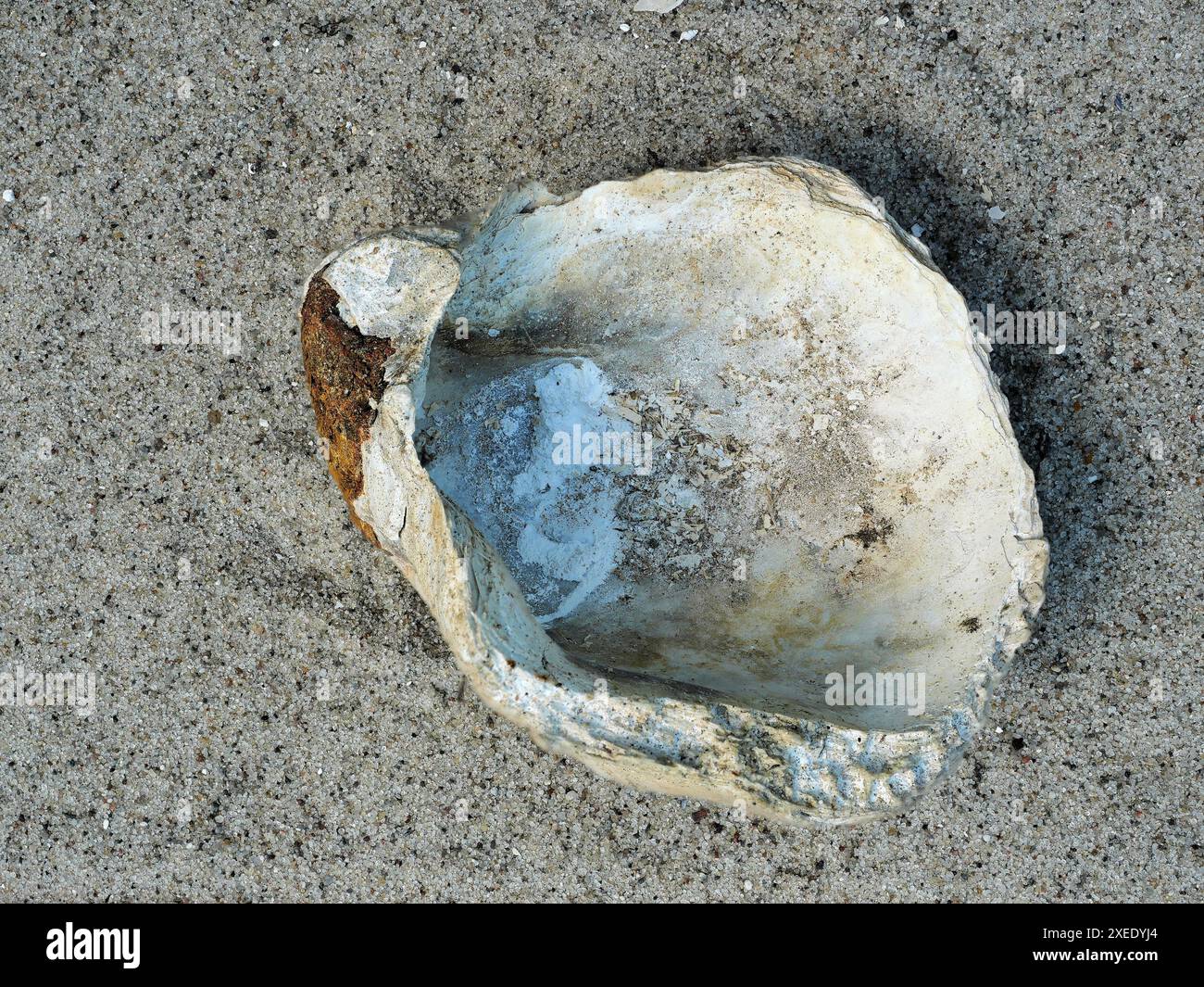 Fascinating marine structures hi-res stock photography and images - Alamy