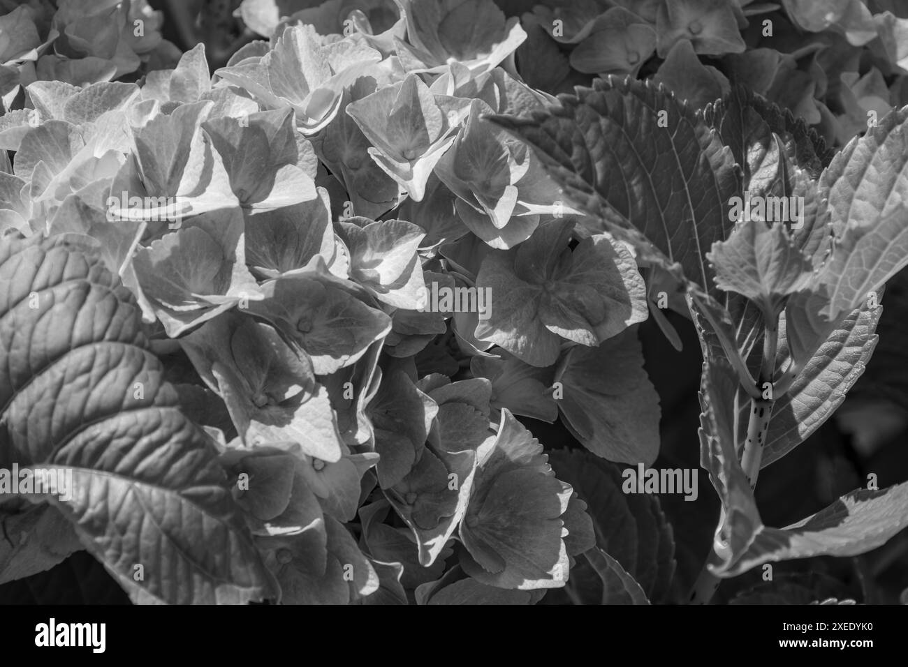 summer time in a german park Stock Photo - Alamy