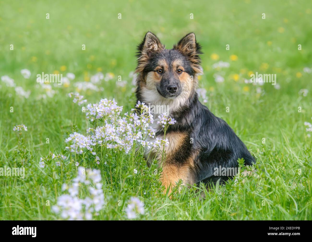 Cute young Icelandic Sheepdog, a 6 month old long-haired black tricolor ...