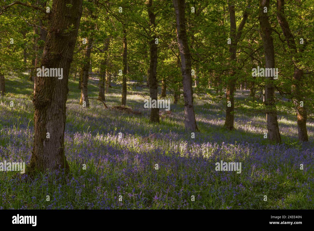 Oak woods scotland hi-res stock photography and images - Alamy