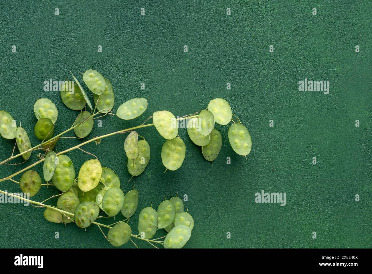 Green leafy background. Lunaria annua leaves. Dried flower money plant ...